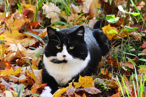 Cat Postcard October Cat Postcard Fine Art Photography Fall