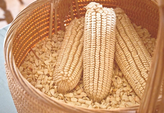 Virginia Gourdseed Corn Early 1700's Heirloom 170 seeds