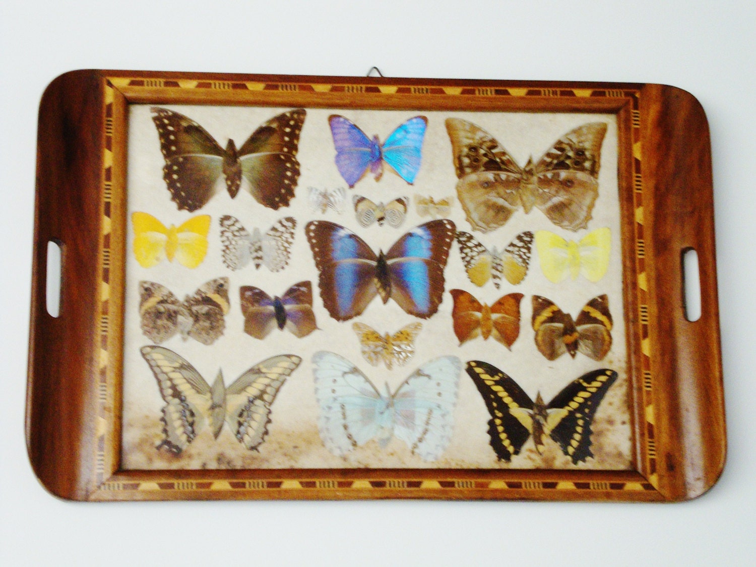 vintage butterfly collection wood marquetry taxidermy serving tray ...