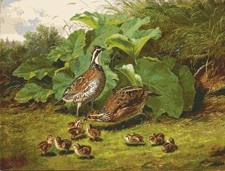 Quail and Young Cross stitch pattern pdf format by diana70