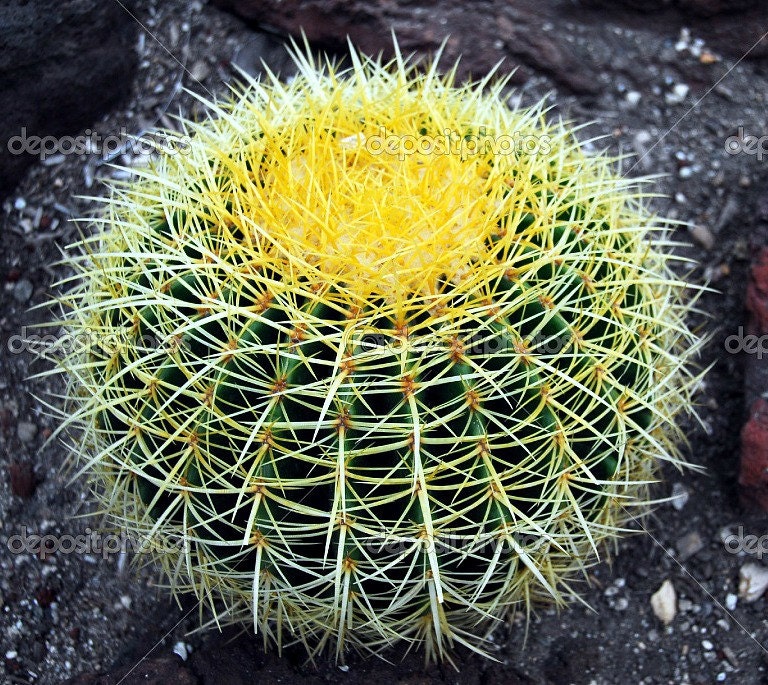 Golden Barrel Cactus Seeds Echinocactus 25 seeds easy to