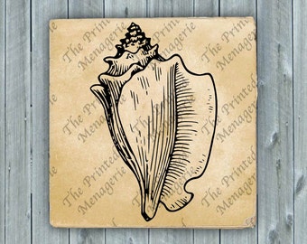 Seashell clip art | Etsy