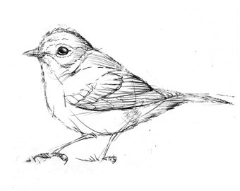 Warbler drawing | Etsy