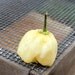 Guindilla Pepper Heirloom The Famous Basque Region Pepper