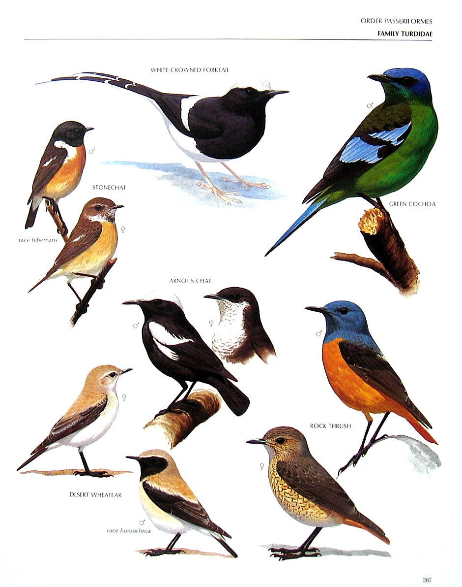 Vintage Bird Print Stonechat Arnot's Chat Desert