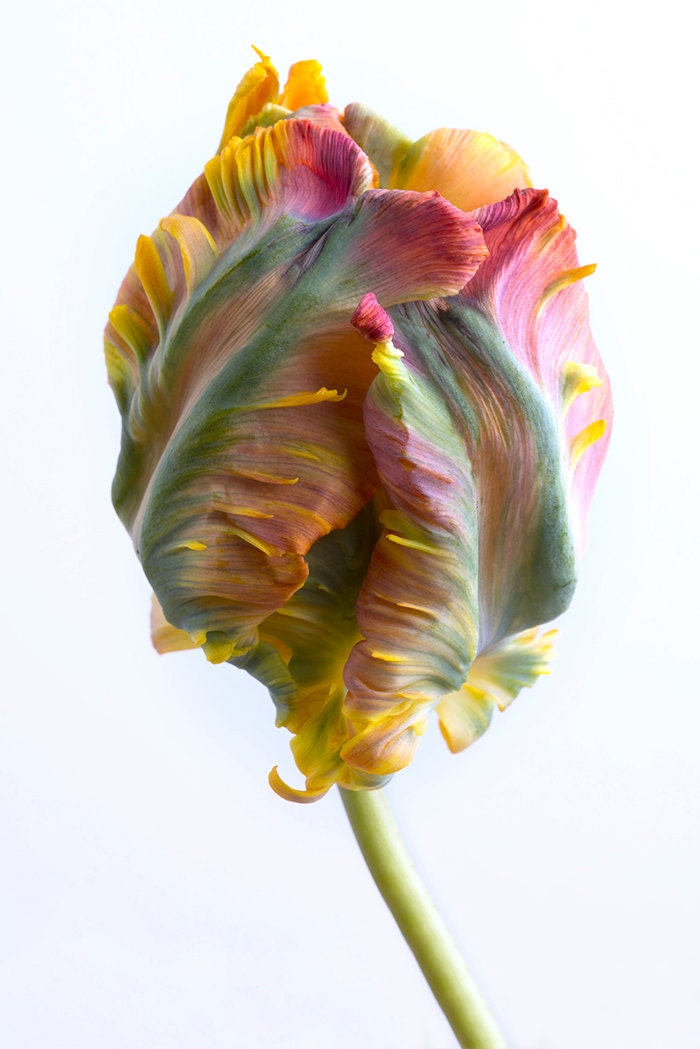 Flower Photography Tulip Botanical Photograph Floral Still