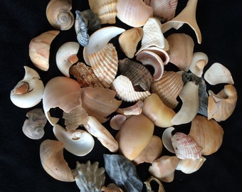 Broken seashells | Etsy