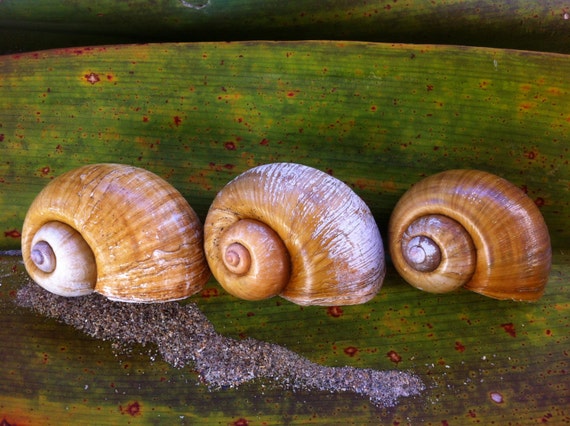 3 Beautiful Large Apple Snail by beachcombbuddys on Etsy
