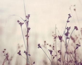 Dogwood Tree Flowers Photograph beige & brown spring photo