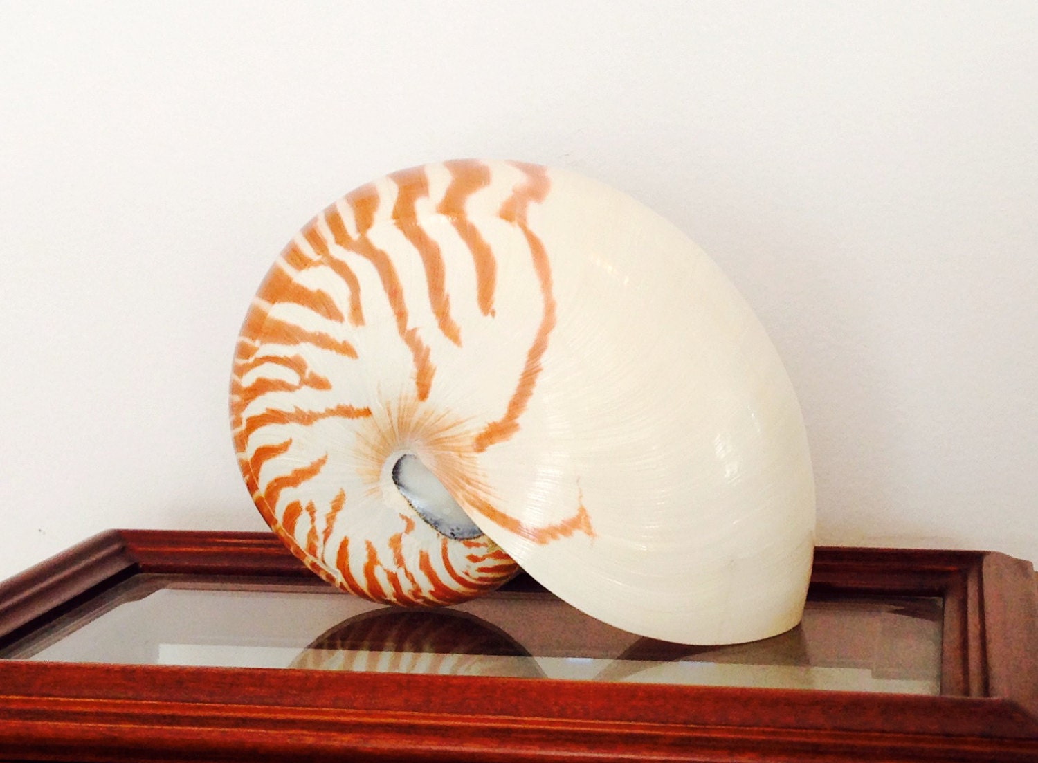 Beach Decor Natural Nautilus Shell Choose 45