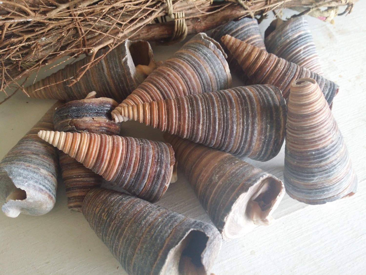 Brown Spiral Top Cone Seashells/ Shells by seashellsbyseashore