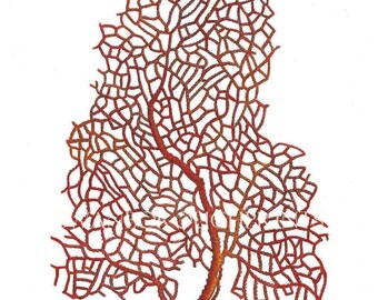 Red Coral Print - Sea Fan Coral Coastal Decor Print Home & Living ...