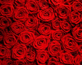 Red rose backdrop | Etsy