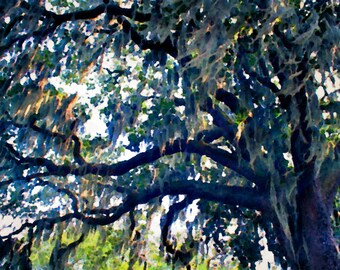 Popular items for spanish moss on Etsy