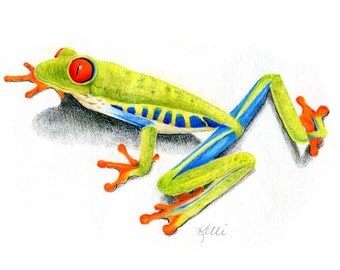 Red eyed tree frog | Etsy