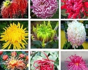 Popular items for chrysanthemum seeds on Etsy