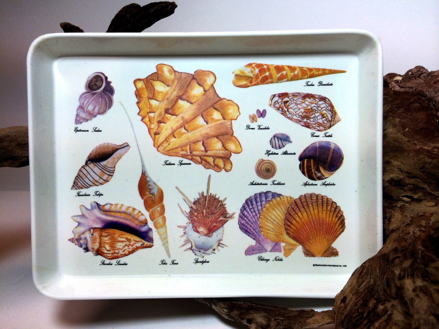Beach Decor Pair of Fun Vintage Botanical Shell Trays – Haute Juice