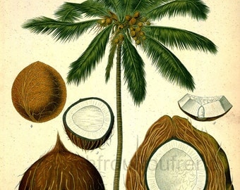 Coconut print | Etsy