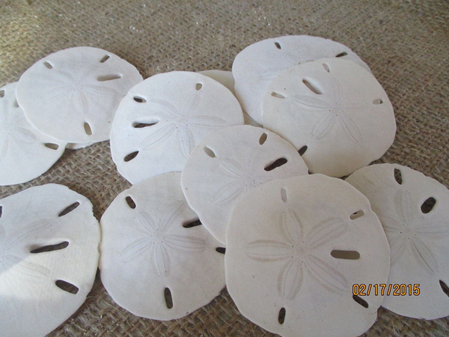 Sand Dollars White Sand dollars 12 Sand dollars Shells