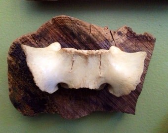 Popular items for animal bones on Etsy