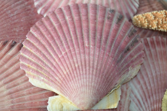 Purple Pecten Scallop Shell Halves 2-2.5 5 Pieces by LulusSecrets