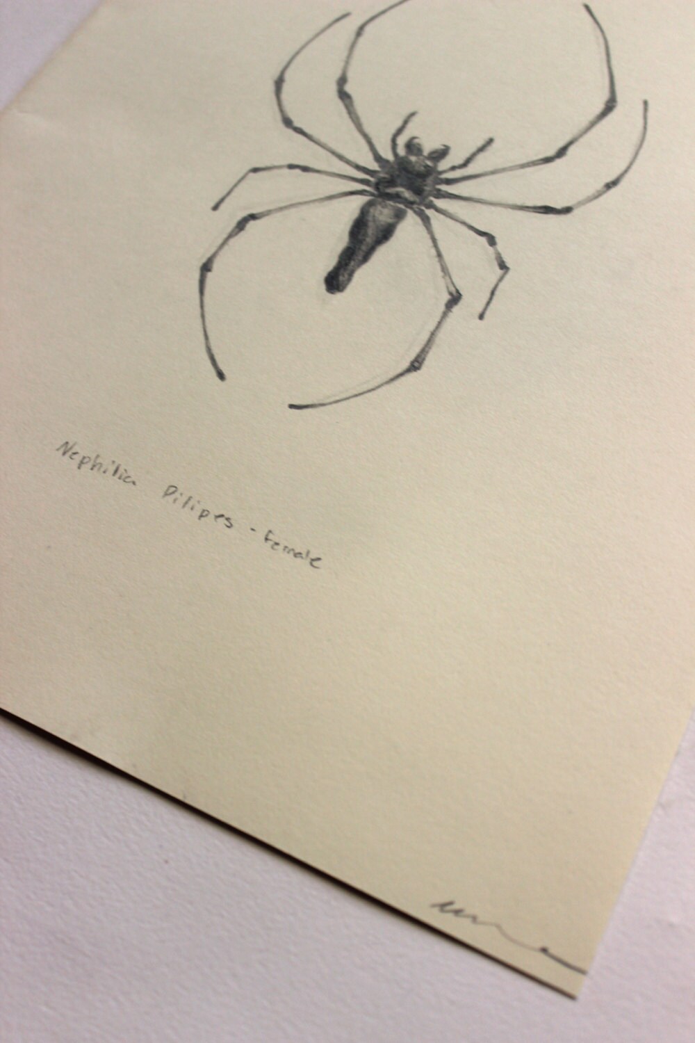 Female Golden Orb-Web Spider Study Original Drawing