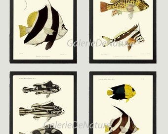 FISH PRINT Art F 12 4x6 5x7 8x10 11x14 by GalerieDeNature on Etsy