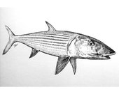 Items similar to ORIGINAL ART - pen sketch of Bonefish on Etsy