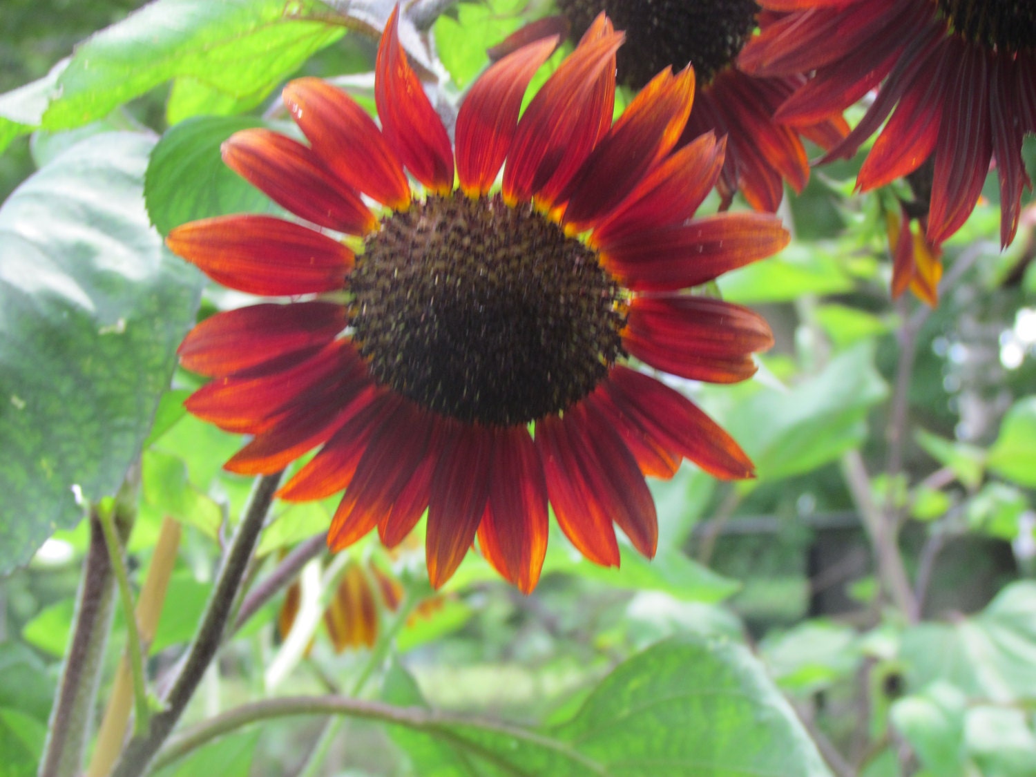 Items ReLoved by 44North on Etsy