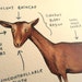 Anatomy Of A Goat Card