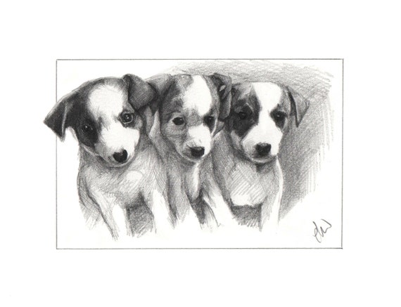 Items similar to Jack Russell Puppy picture. Pencil sketch of cute Jack ...