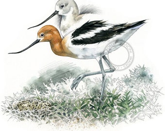 American avocet | Etsy