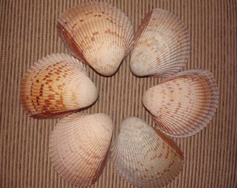 Large Seashells Decor Set of 6