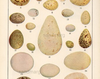 Bird eggs chart | Etsy