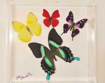 butterfly display framed butterflies mounted butterflies