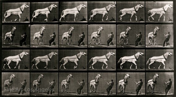 Eadweard Muybridge Photo Vintage Motion Study Horse pulling