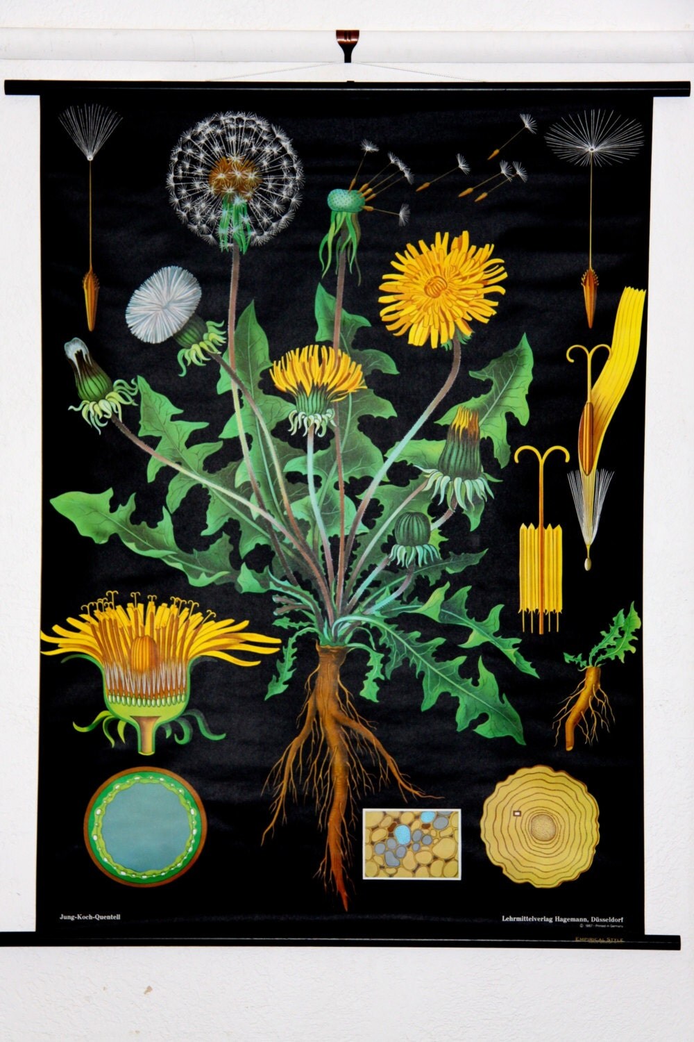 superb wall art print dandelion print poster chart wall