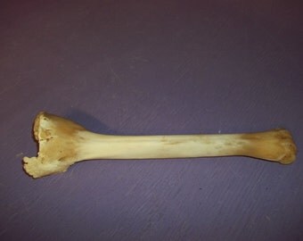 Deer toe bones | Etsy