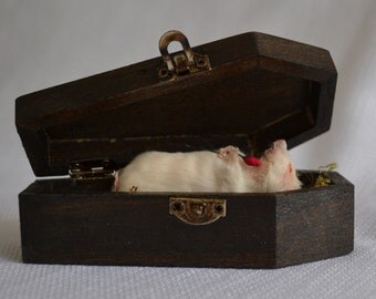 Taxidermy mouse in coffin.