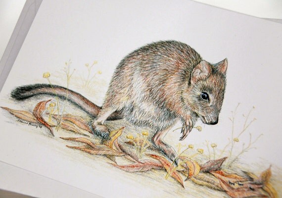 Woylie Australian wildlife art greeting card. Brush-tailed