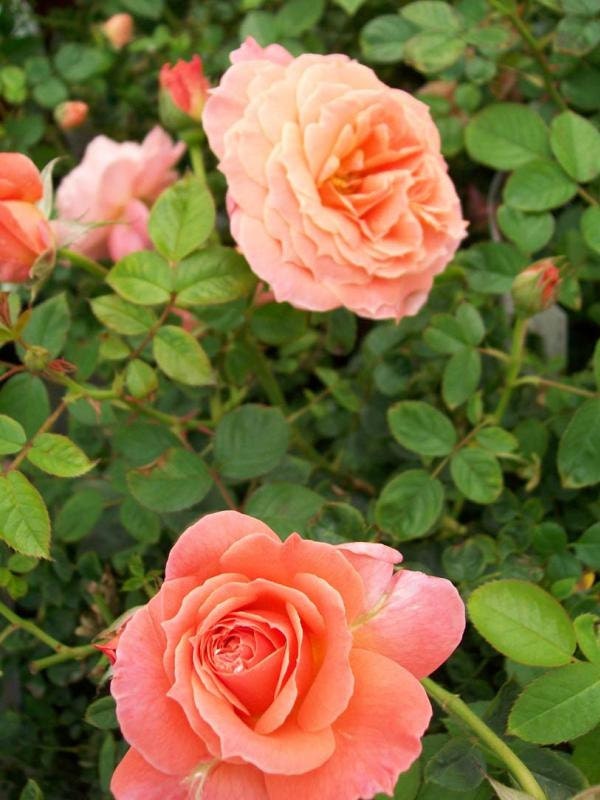 Loretta Lynn Van Lear Rose Apricot 1 Gal Live Bush Plants