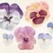 Watercolor pansies pansy hand painted spring flowers viola