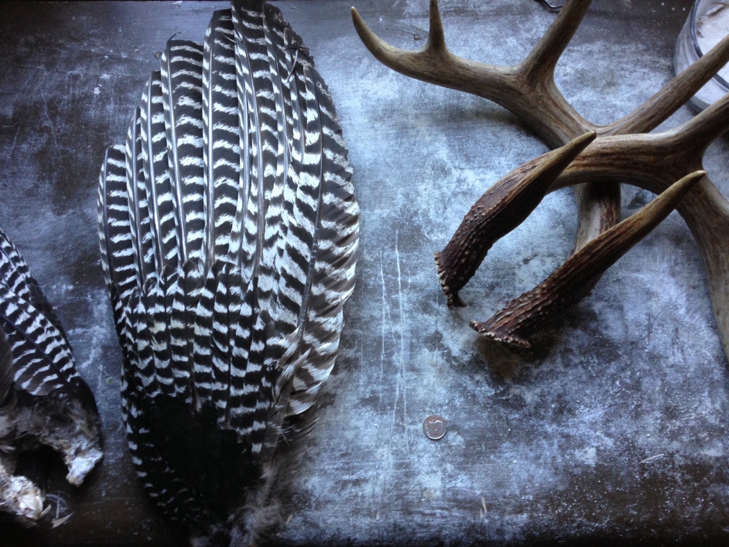 Wild Turkey Wing Primary Flight Feathers Free Shipping