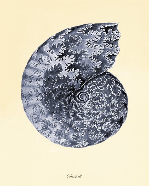 Antique Sea shell art print vintage nautical art print sea art