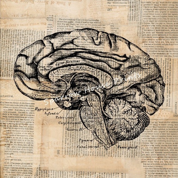 Vintage Brain Cross Section Antique Print Medical Diagram Anatomy Art ...