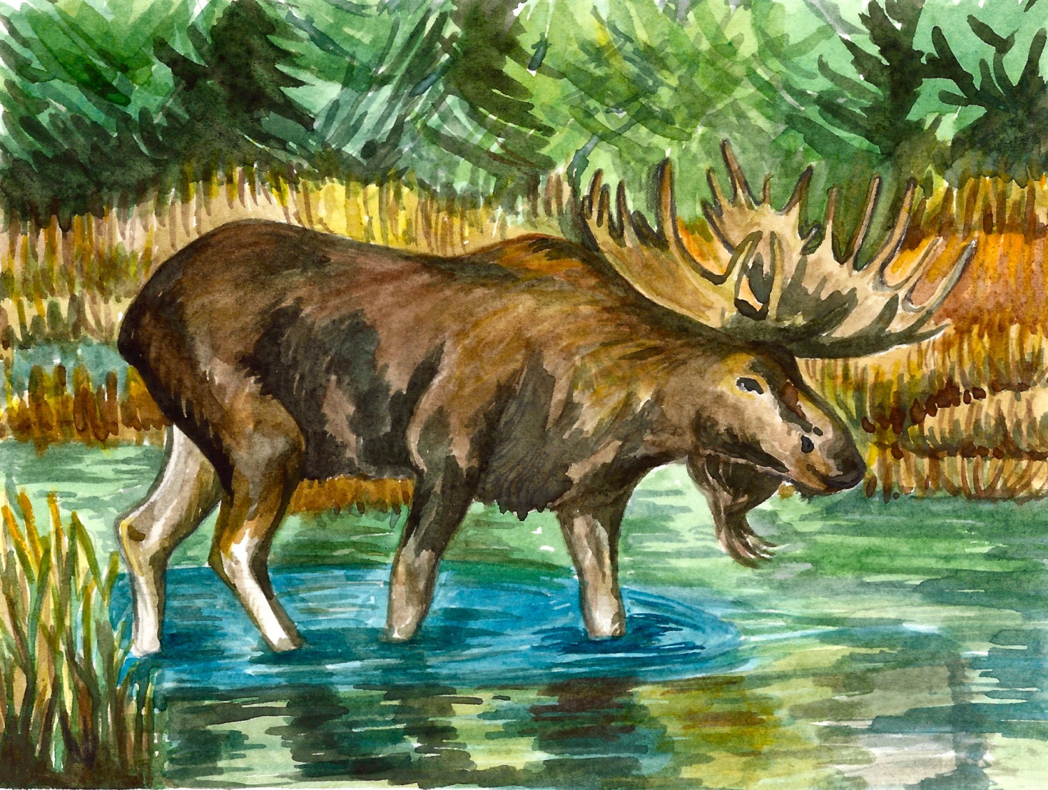 Canadian Wildlife Moose Fine art Watercolor Print Moose