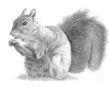 Unique squirrel drawing related items | Etsy