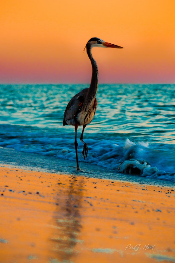 Heron Sunset on Beach in Gulf of Mexico