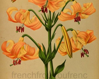 Popular items for victorian lily on Etsy