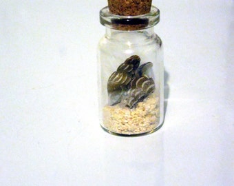Popular items for Nature Specimen on Etsy